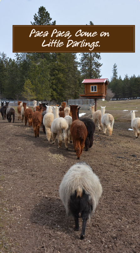 Seven Stars Alpaca Ranch - North Idaho's Premier Alpaca Ranch