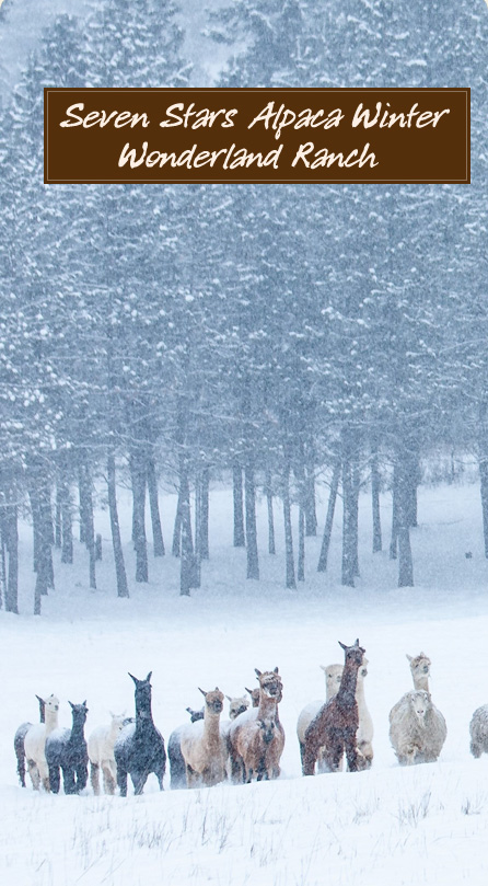 Seven Stars Alpaca Ranch - North Idaho's Premier Alpaca Ranch